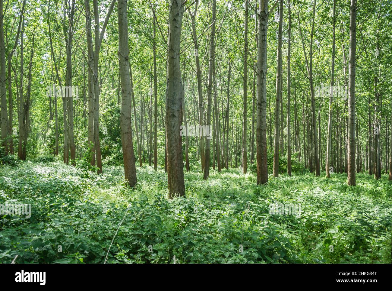 Panorama of the forest on the banks of the Danube in the spring Stock ...