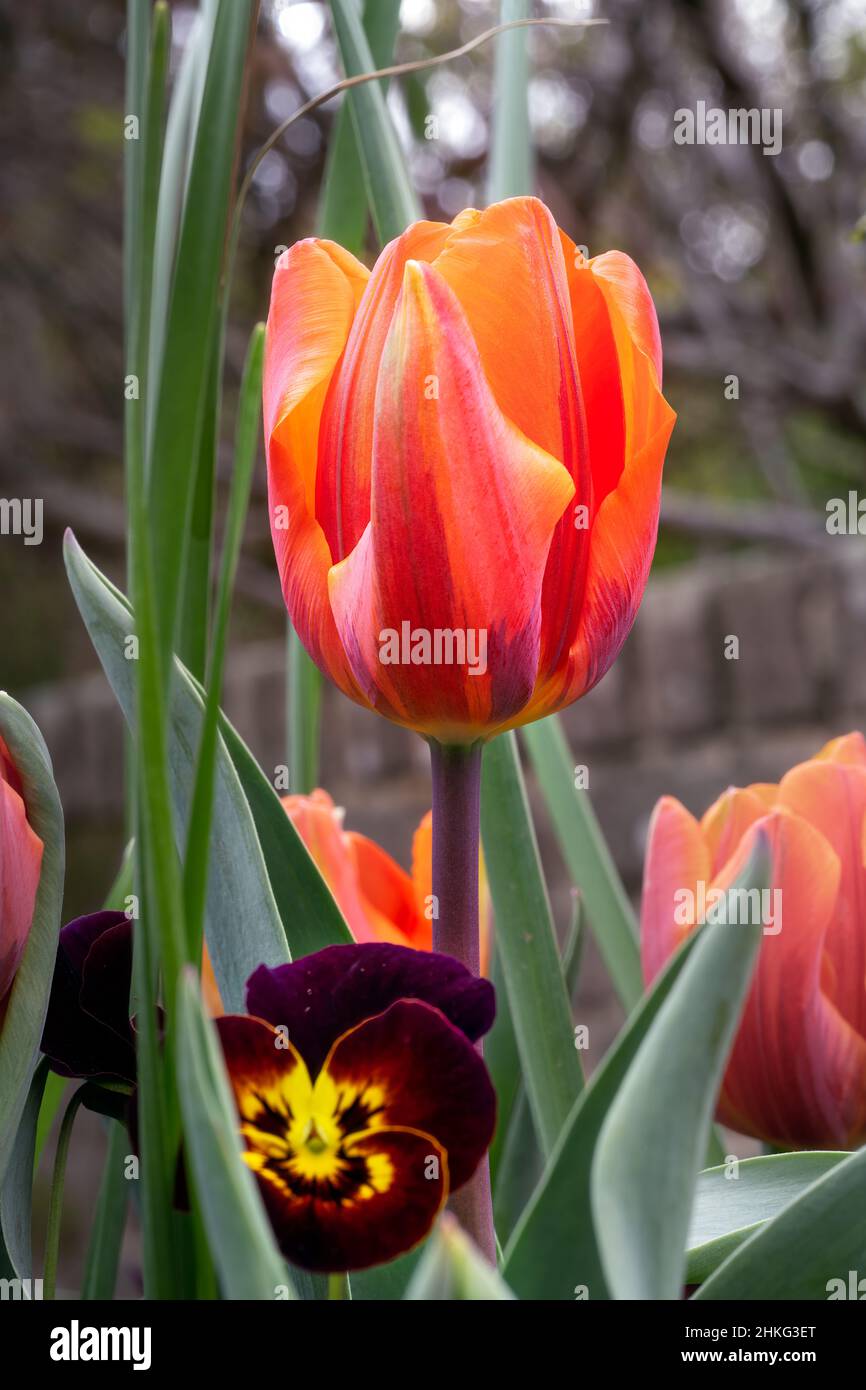 Tulip fire hi-res stock photography and images - Alamy