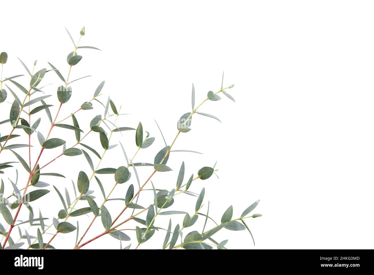 Eucalyptus green leaves and branch floral decoration isolated on white ...