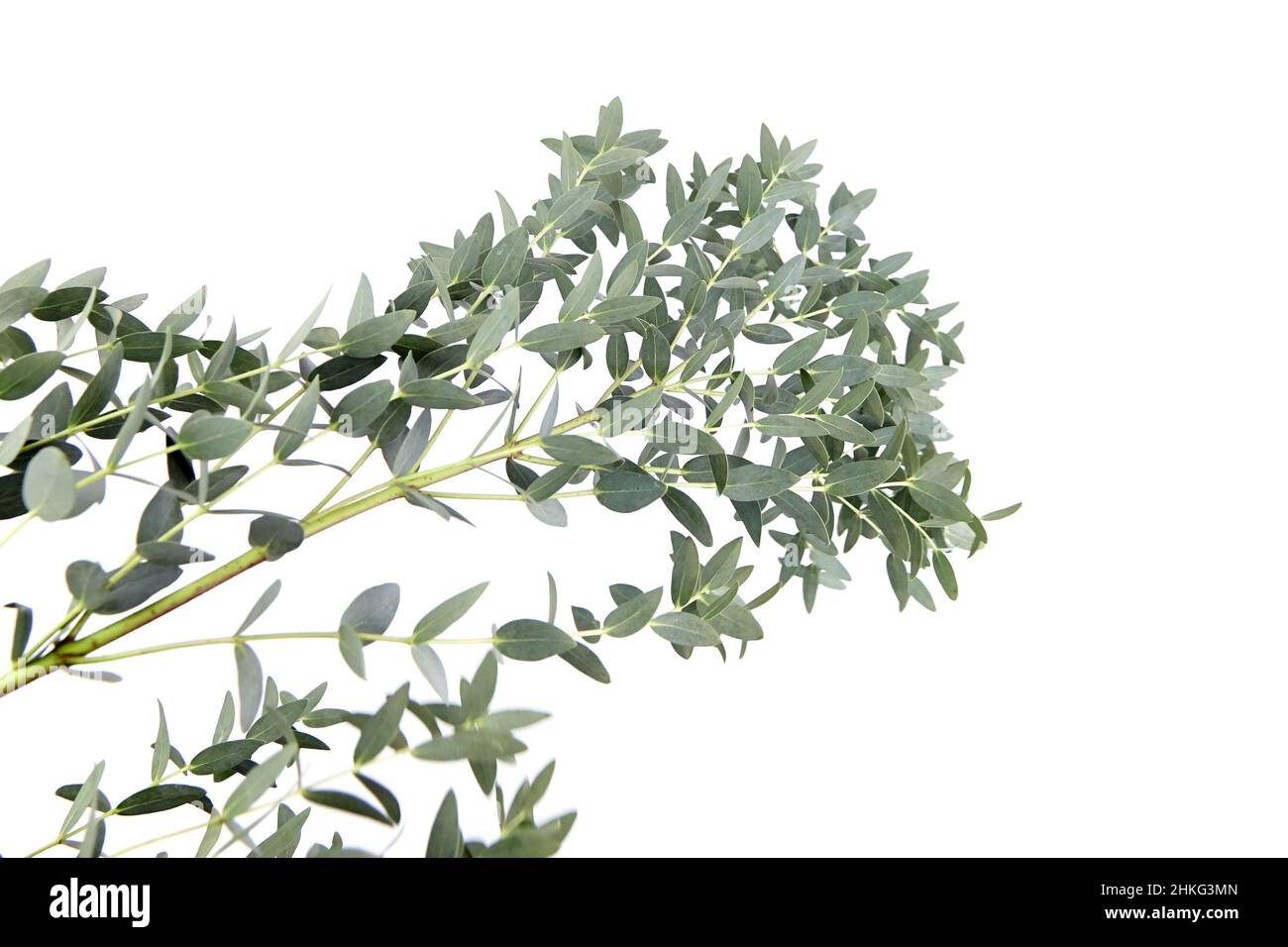 Eucalyptus green leaves and branch floral decoration isolated on white ...