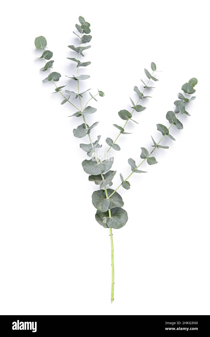 Eucalyptus green leaves and branch floral decoration isolated on white ...