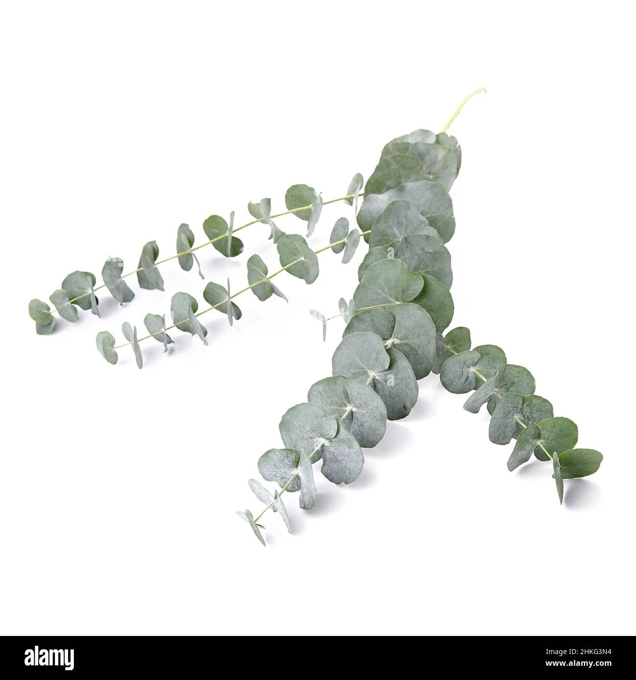 Eucalyptus green leaves and branch floral decoration isolated on white ...