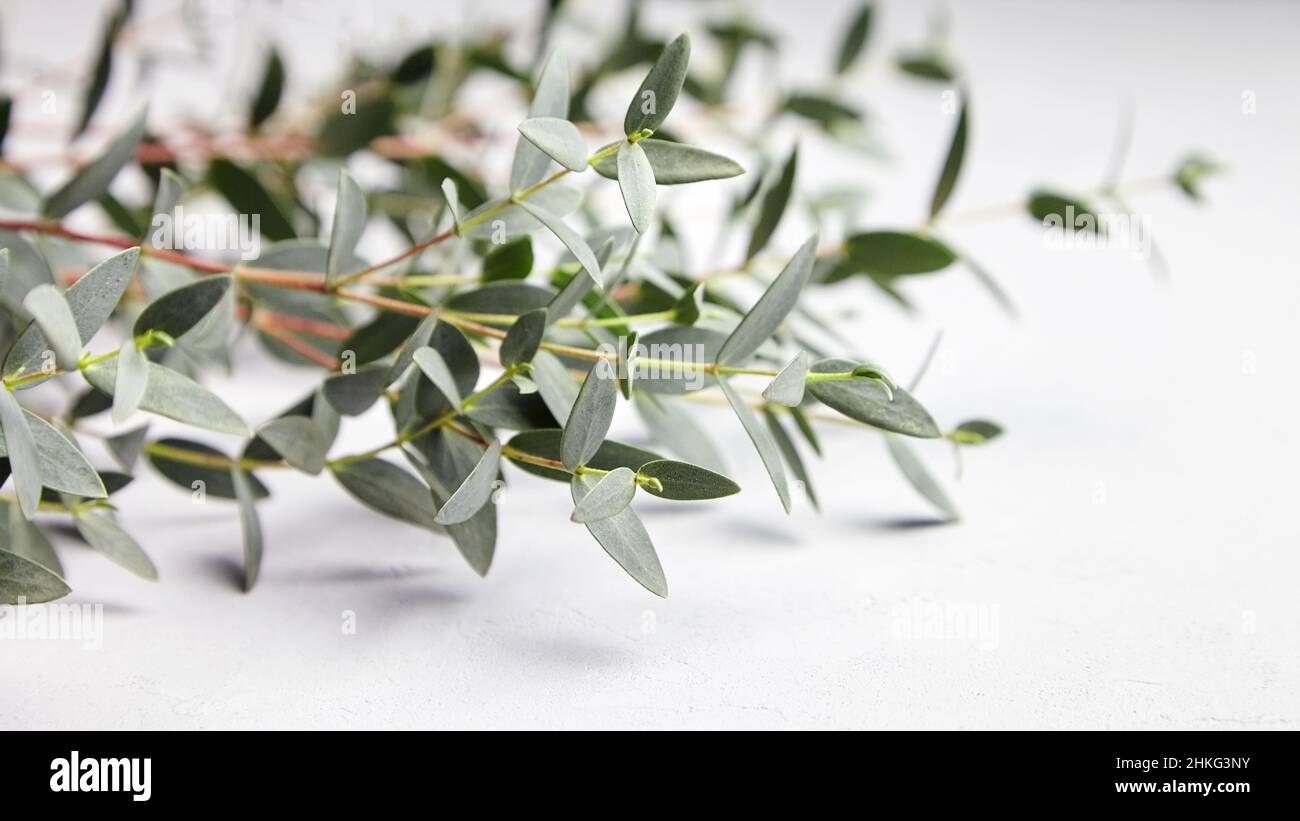 Eucalyptus green leaves and branch floral decoration on grey concrete ...