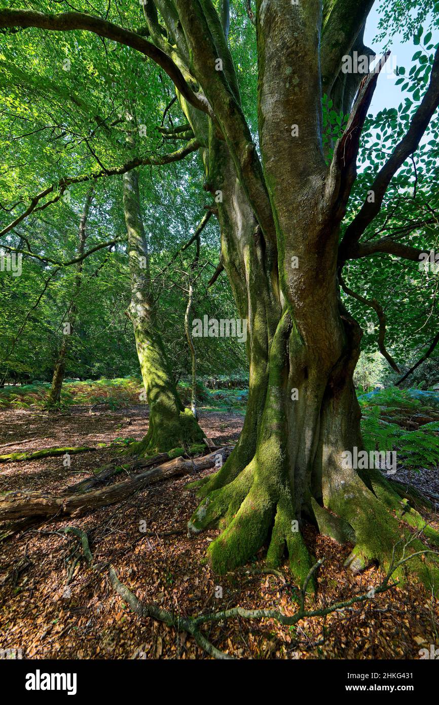 New forrest england hi-res stock photography and images - Alamy