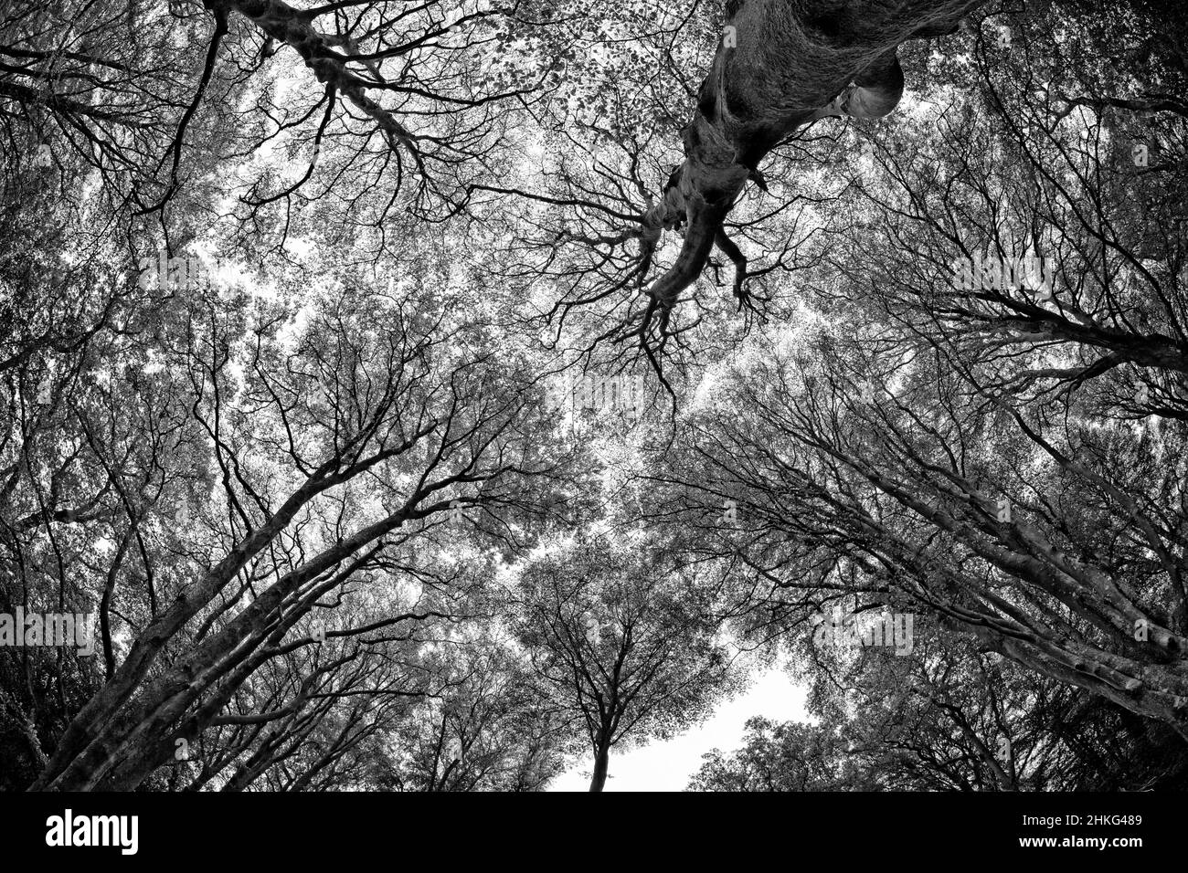 Ancient woodland in the New Forest Hampshire England UK Stock Photo - Alamy