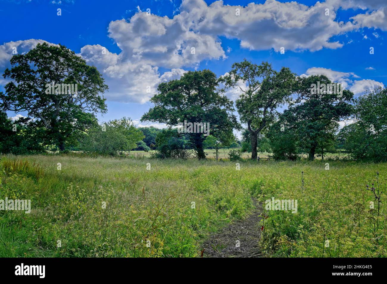 Rewilding of a meadow Stock Photo - Alamy