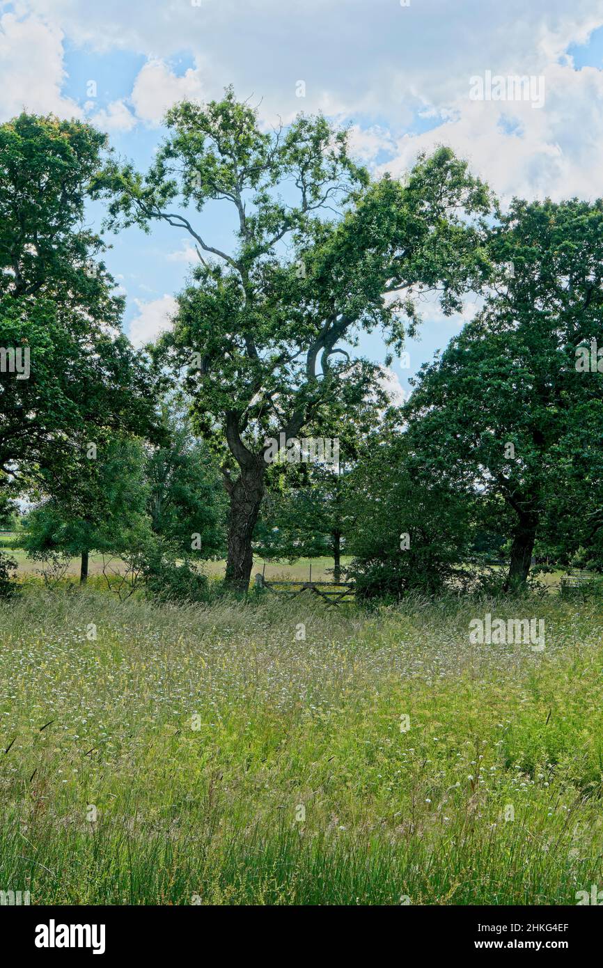 Rewilded land hi-res stock photography and images - Alamy