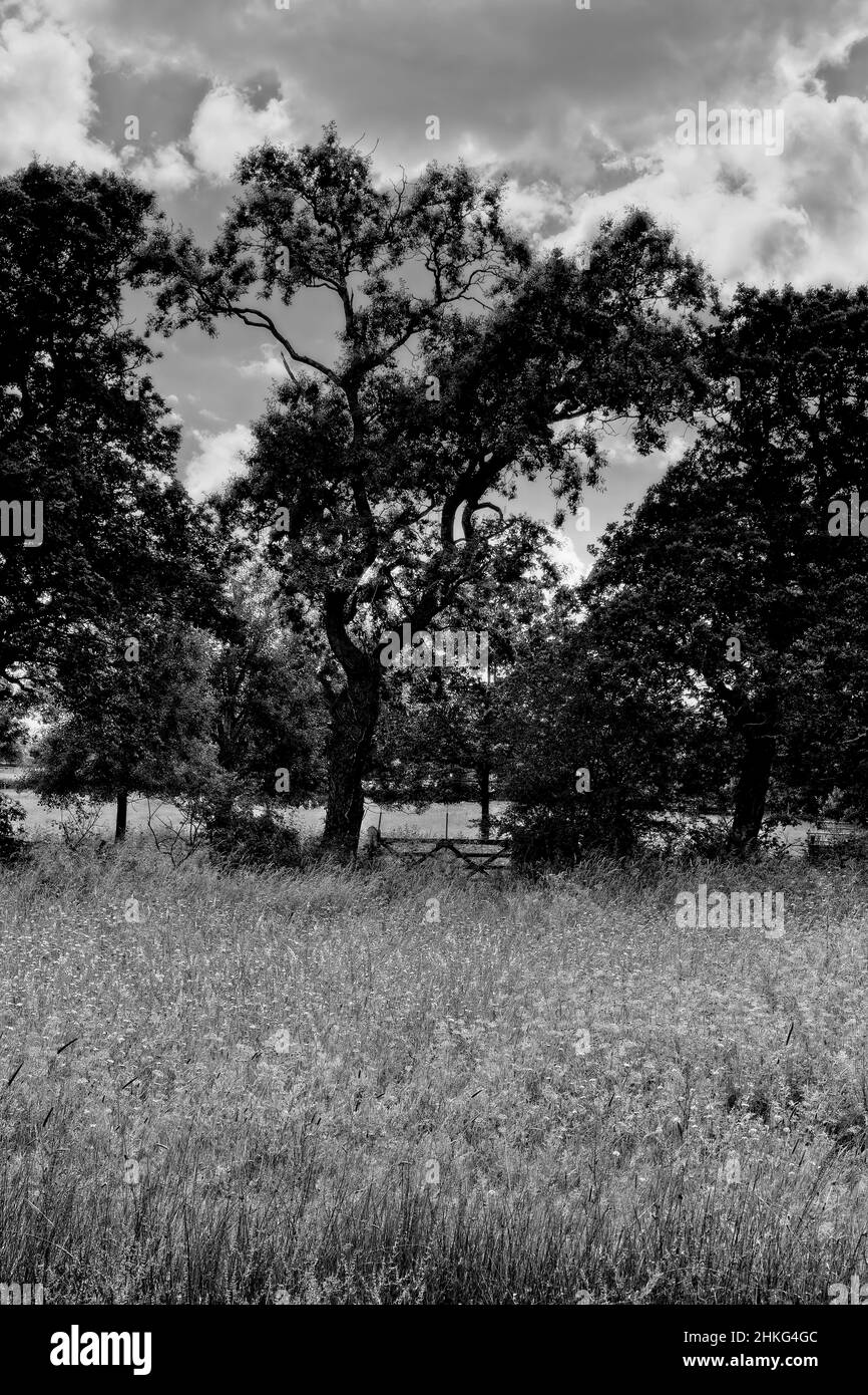 Rewilding nature Black and White Stock Photos & Images - Alamy