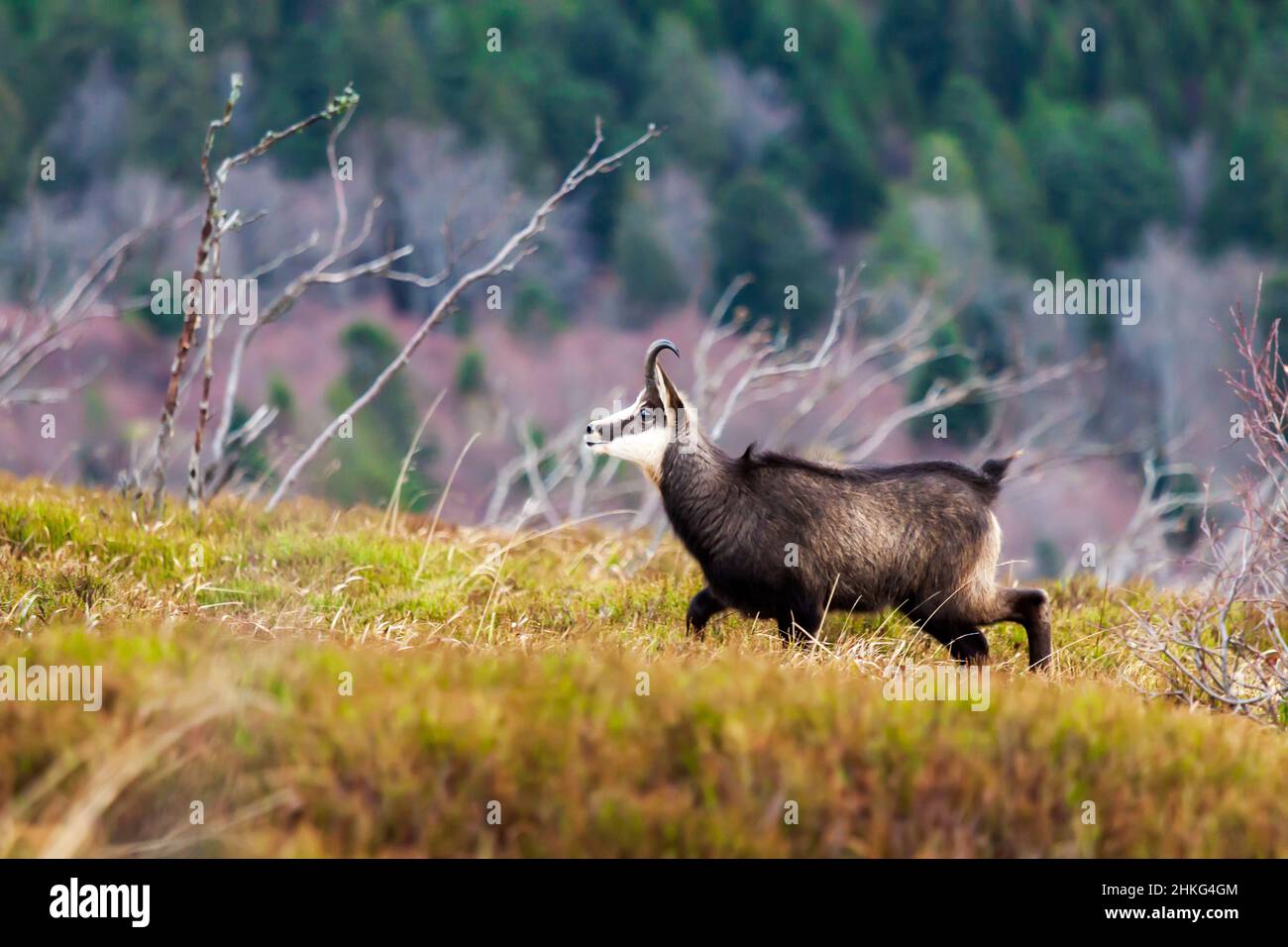 Chamois wild goat in the mountains of Vosges France in a blueberry and ...