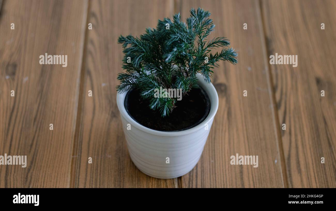 Juniper small tree in a white pot Stock Photo - Alamy