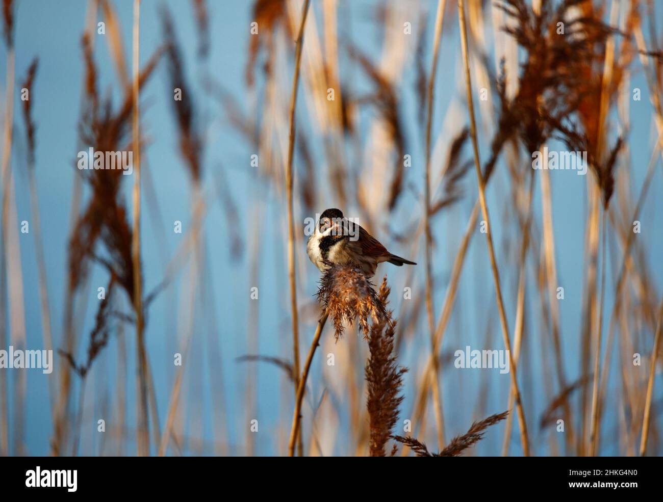 Male reed bunting hi-res stock photography and images - Alamy