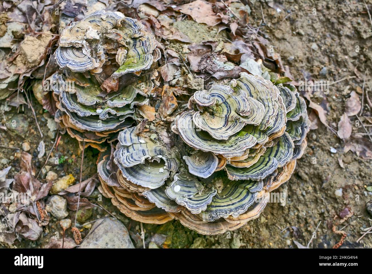 Turkey tail mushroom, rametes versicolor, also known as Coriolus ...