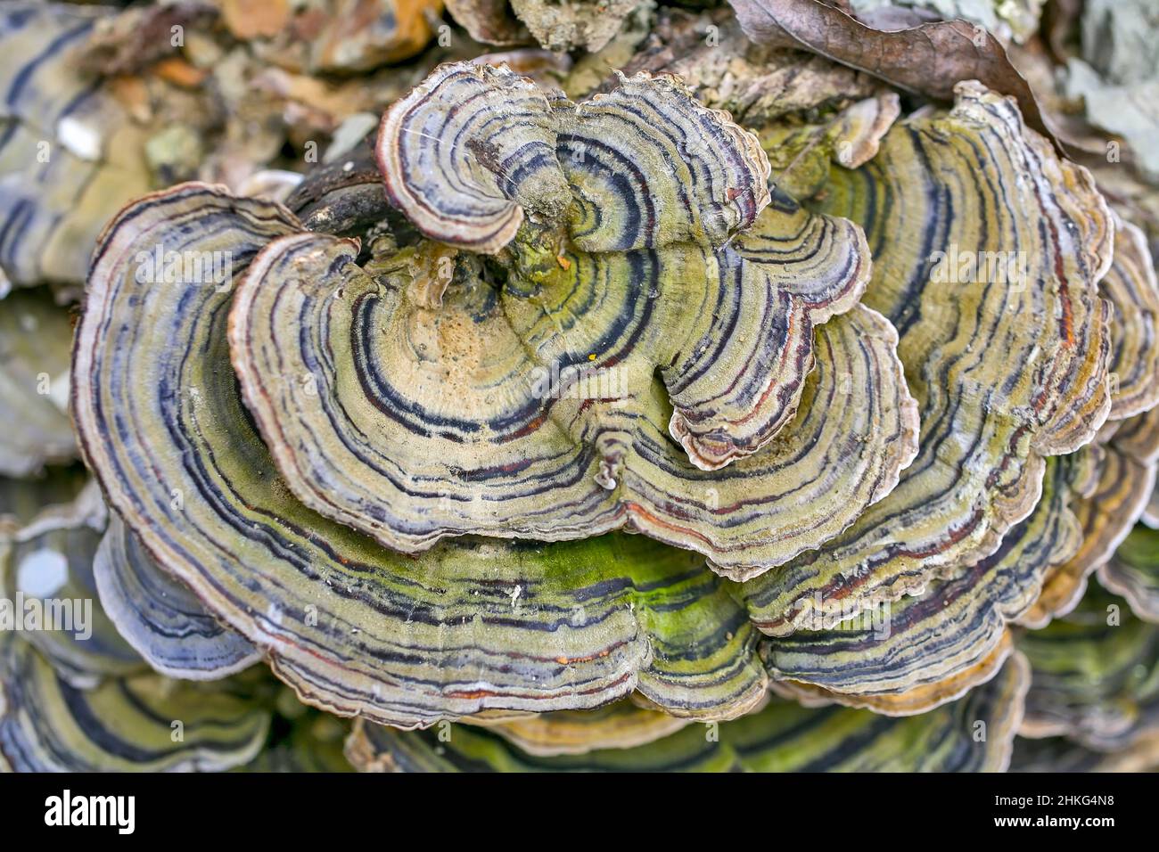 Turkey tail mushroom, rametes versicolor, also known as Coriolus ...