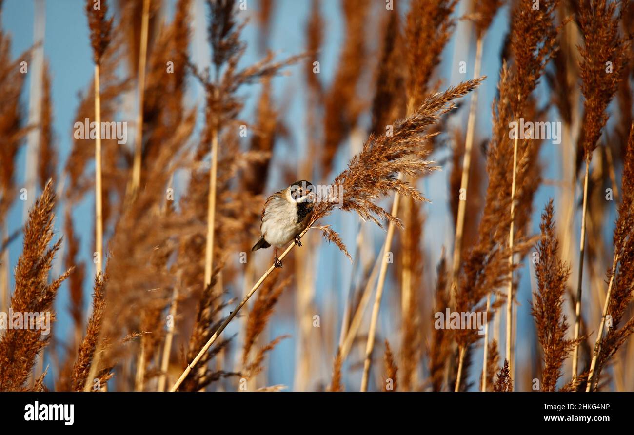 Male reed bunting feeding on reed seed heads Stock Photo - Alamy