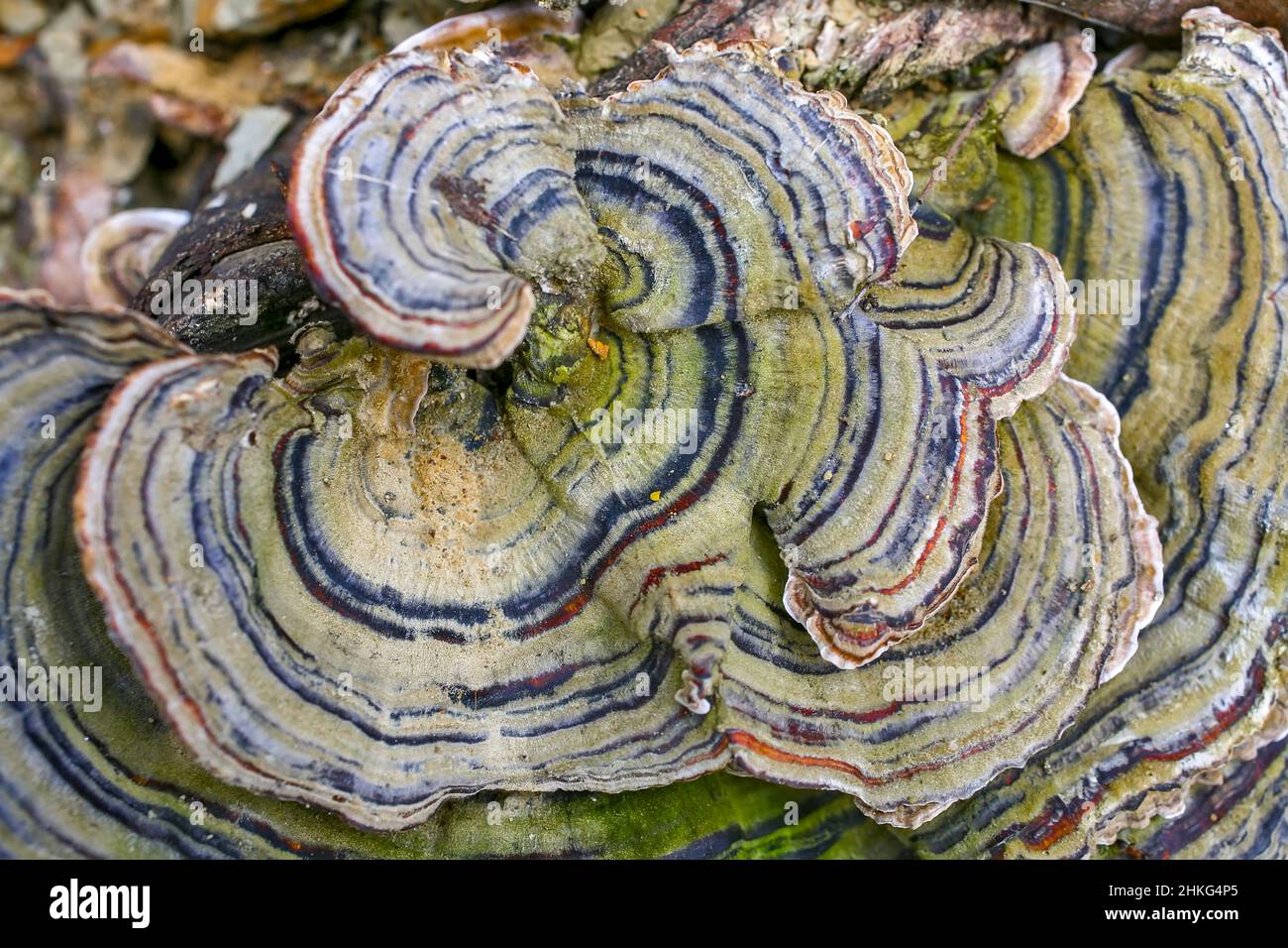 Turkey tail mushroom, rametes versicolor, also known as Coriolus ...