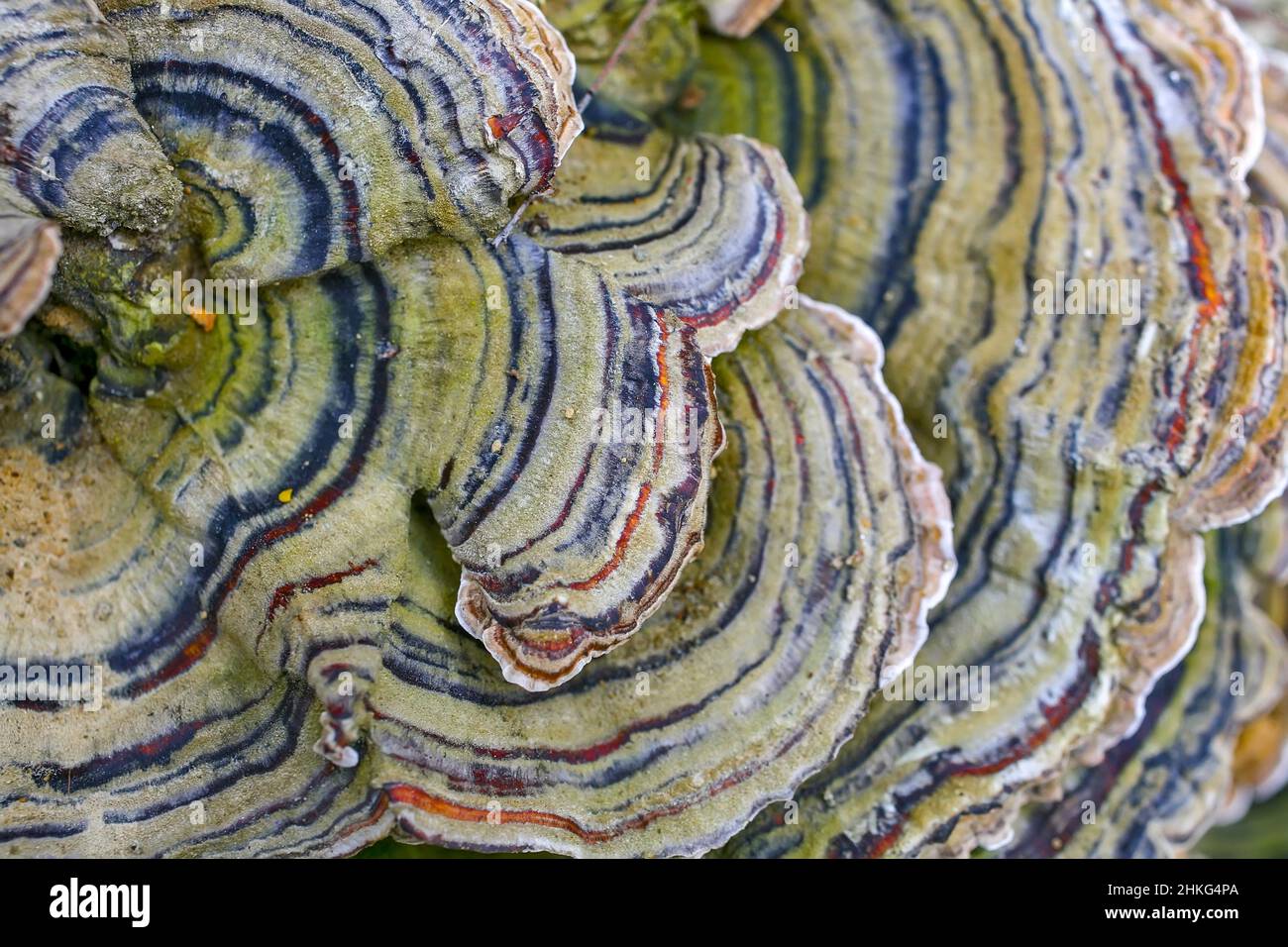 Turkey tail mushroom, rametes versicolor, also known as Coriolus ...