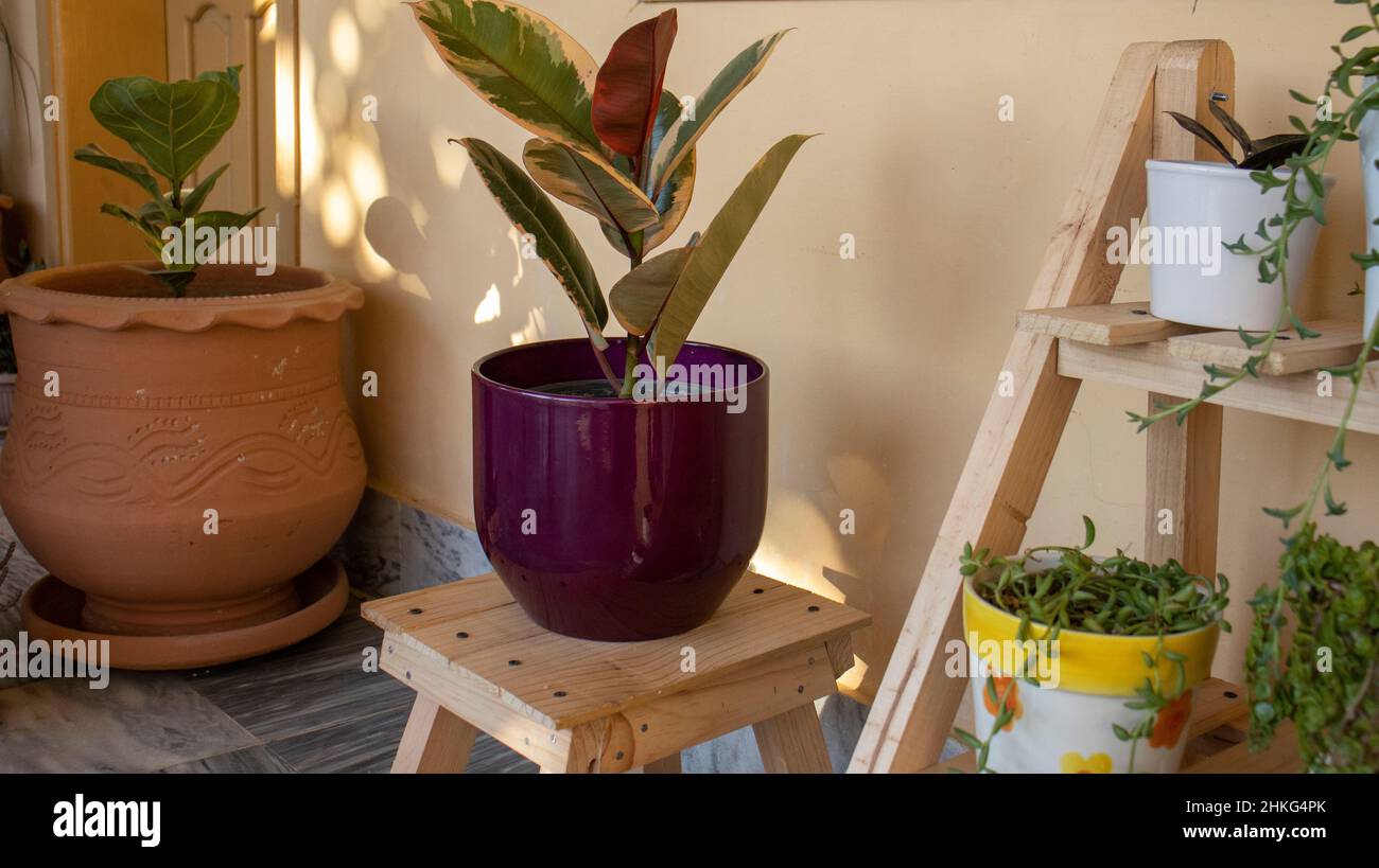 Rubber plant in a decorative pot Stock Photo - Alamy