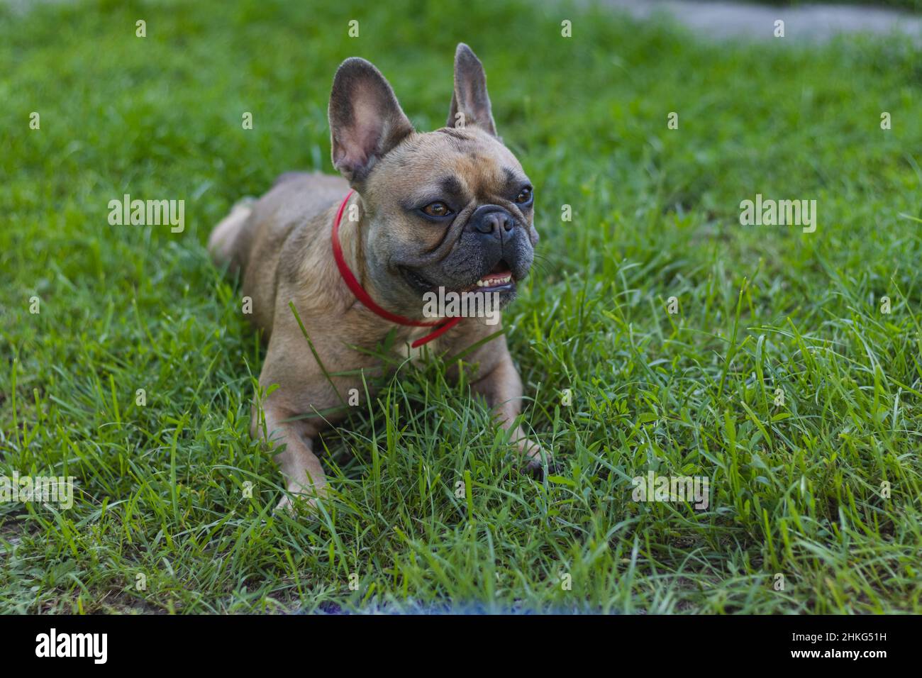 Cute French bulldog girl resting in grass. Summer in countryside Stock ...