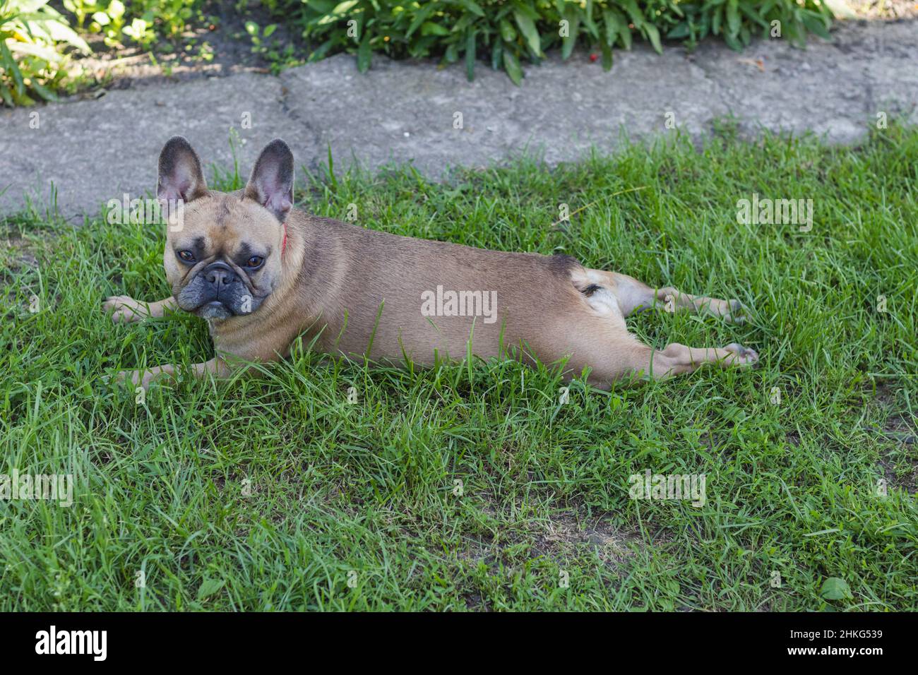 Cute French bulldog girl stretching in grass. Summer in countryside ...