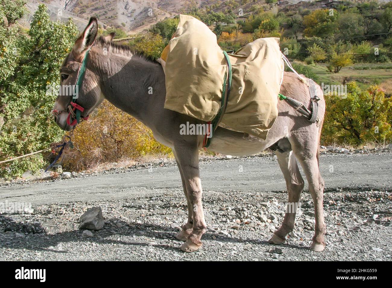 Donkey with transport pack in the mountain Stock Photo - Alamy