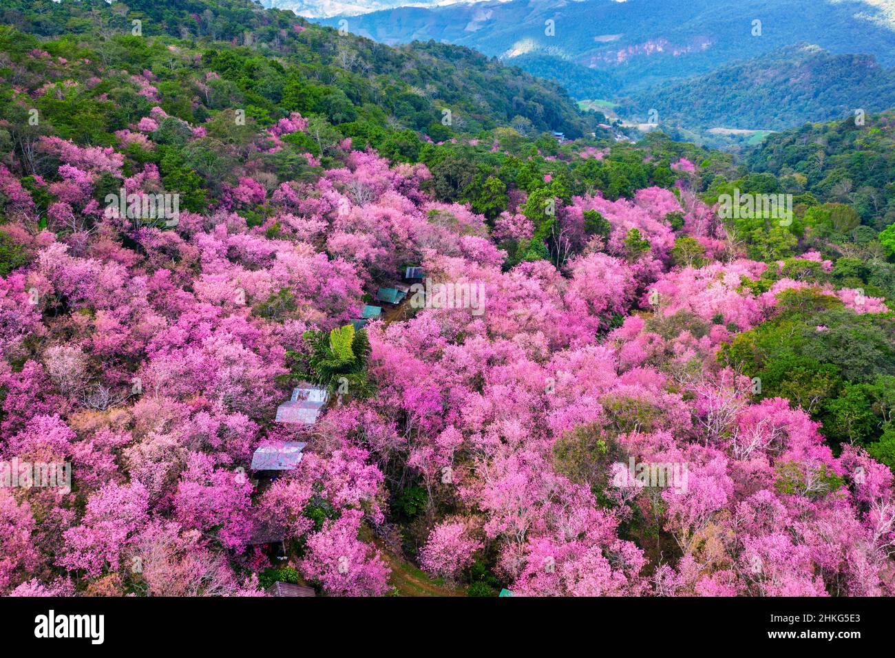Aerial view of cherry blossom tree at Phu chi fa mountains in Chiang ...