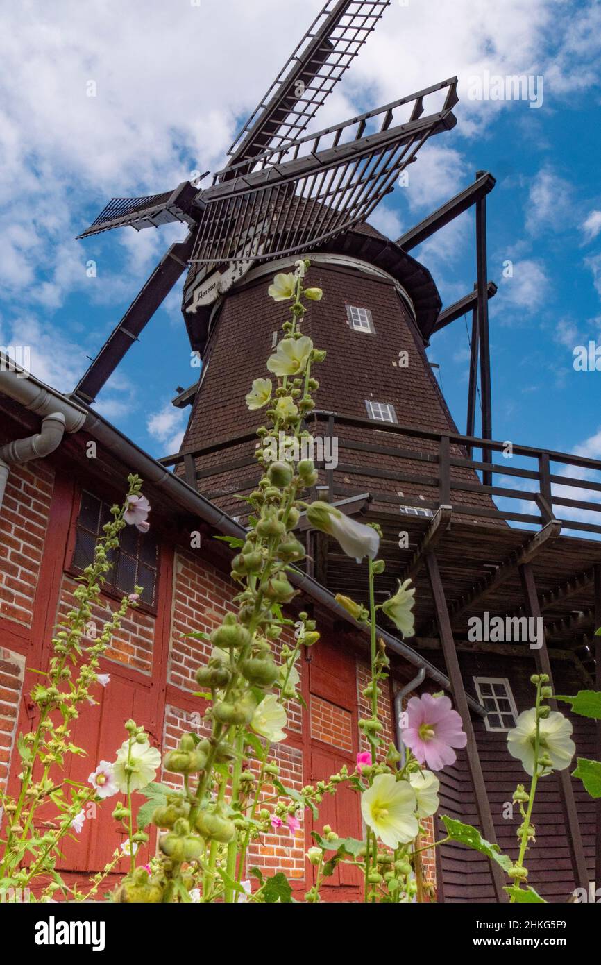 historic, german windmill on island Fehmarn, frog perspective with ...