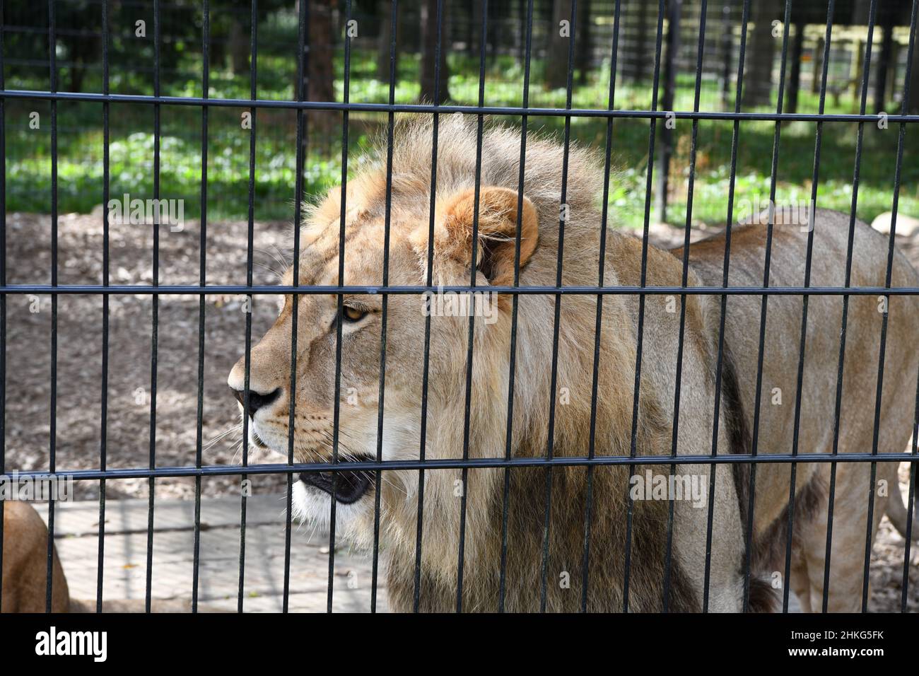 Lion Lodge at Port Lympne Animal Reserve, Kent UK Stock Photo - Alamy