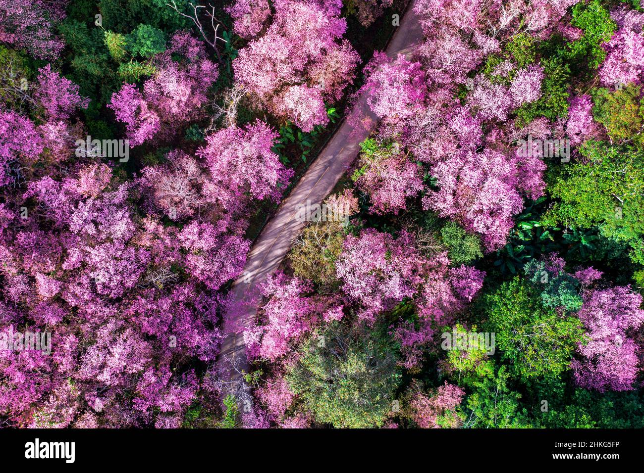 Aerial view of cherry blossom tree at Phu chi fa mountains in Chiang ...