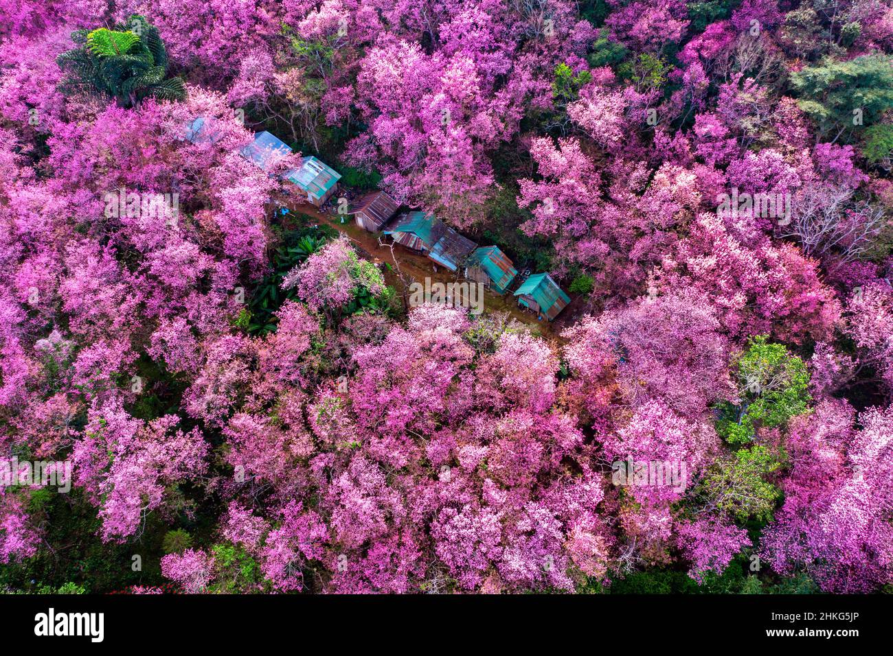 Aerial view of cherry blossom tree at Phu chi fa mountains in Chiang ...