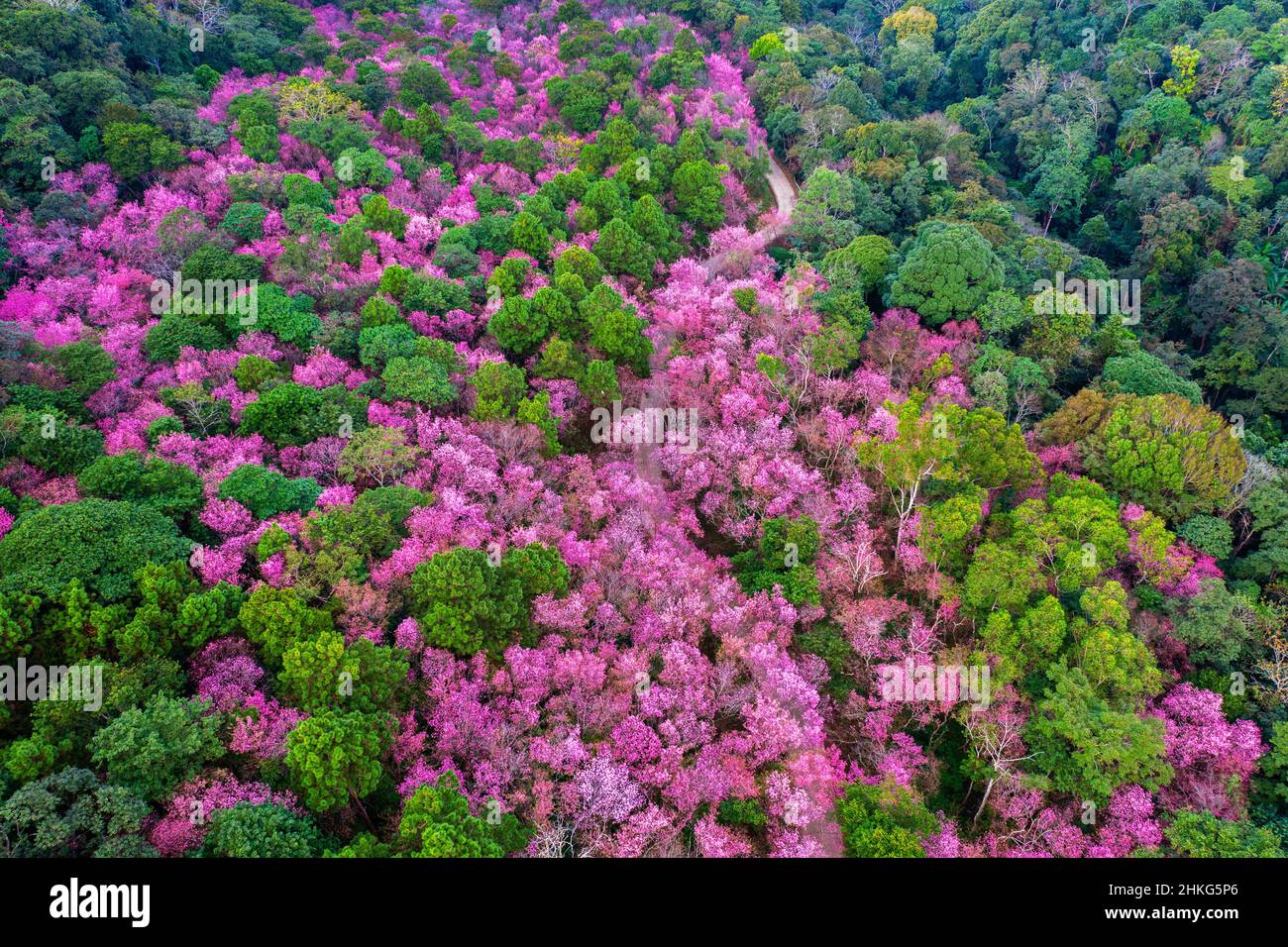 Aerial view of cherry blossom tree at Phu chi fa mountains in Chiang ...