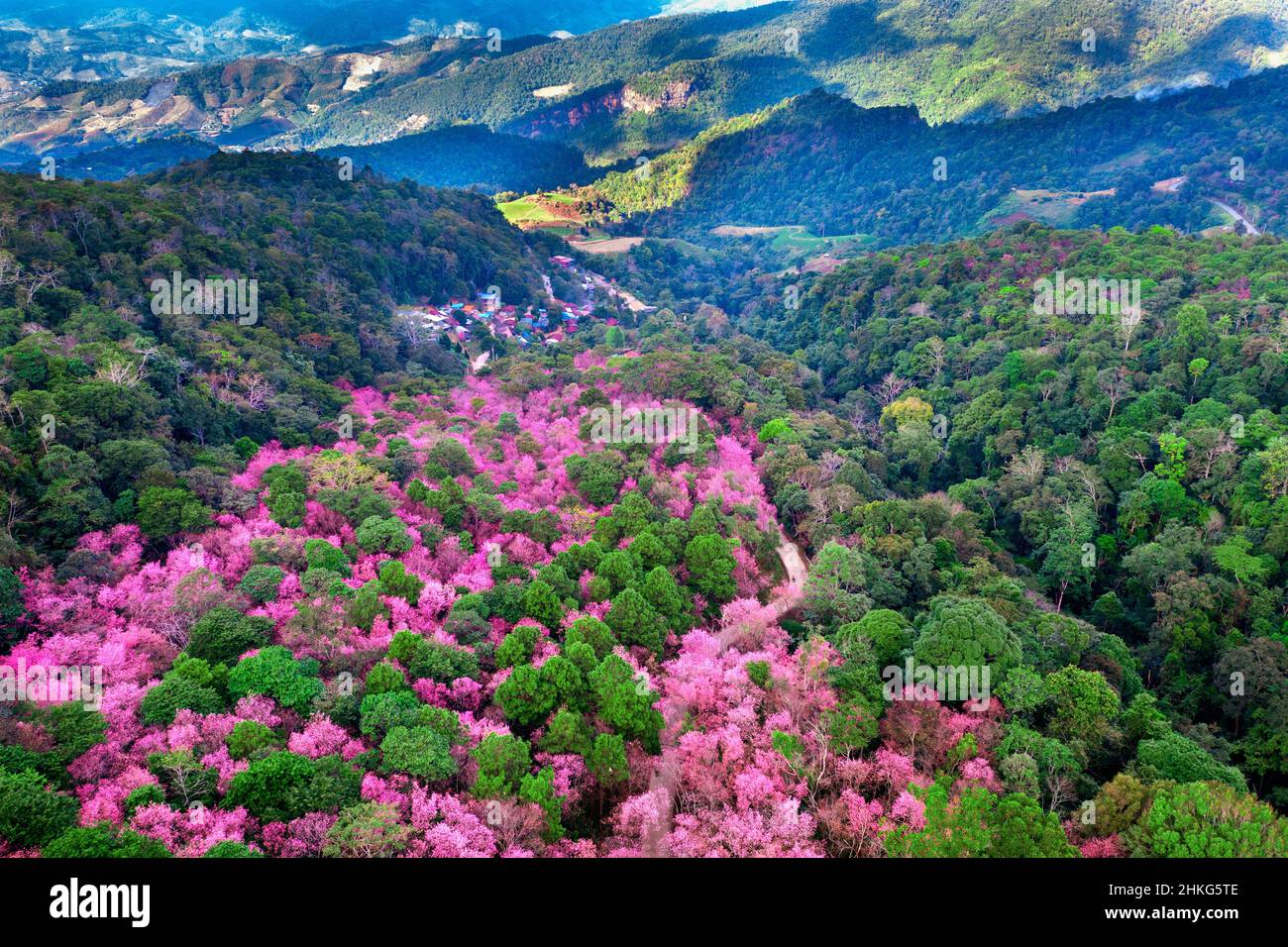 Aerial view of cherry blossom tree at Phu chi fa mountains in Chiang ...