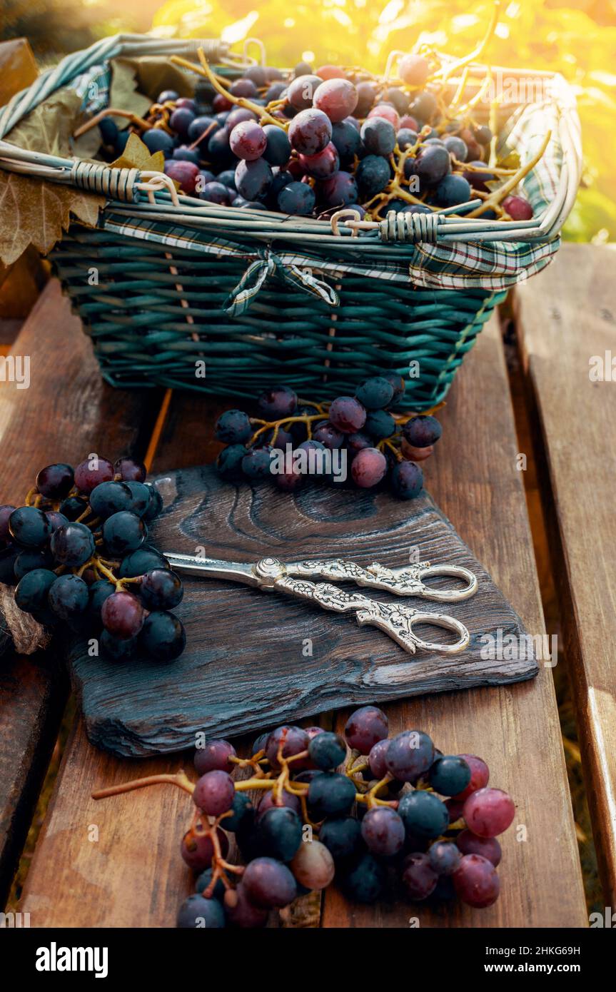 Antique grape scissors hi-res stock photography and images - Alamy