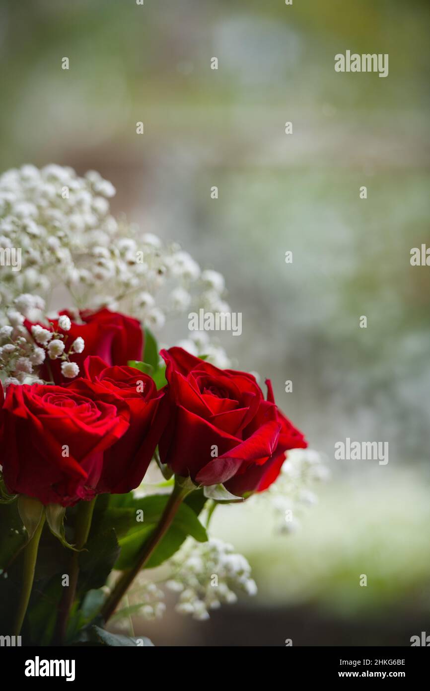 bouquet of stemmed red roses arrangement beside window with reflection ...