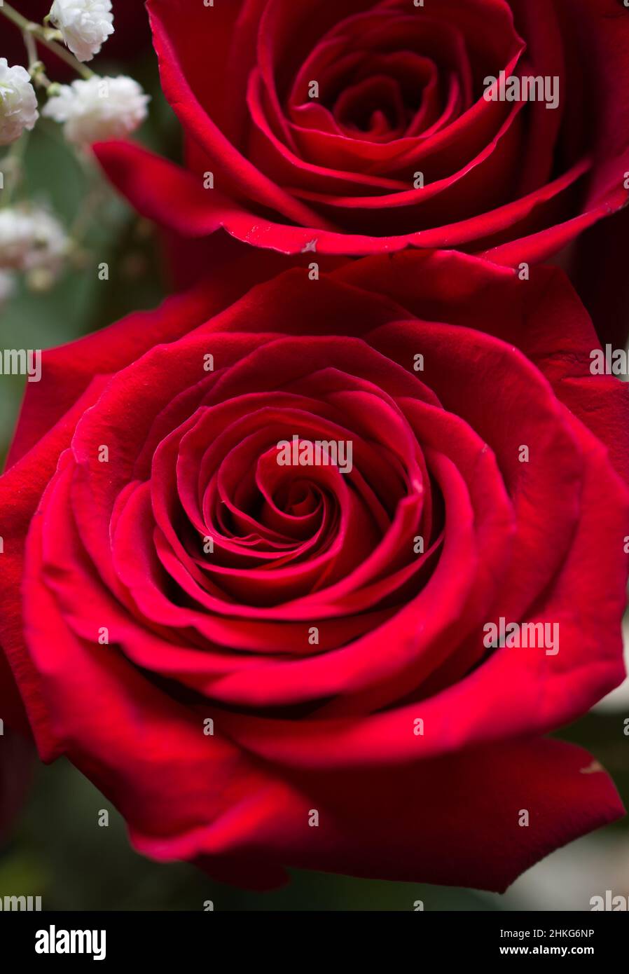 Two red roses in nature hi-res stock photography and images - Alamy