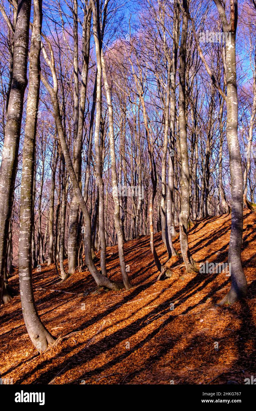 Forest of Beech trees Stock Photo - Alamy