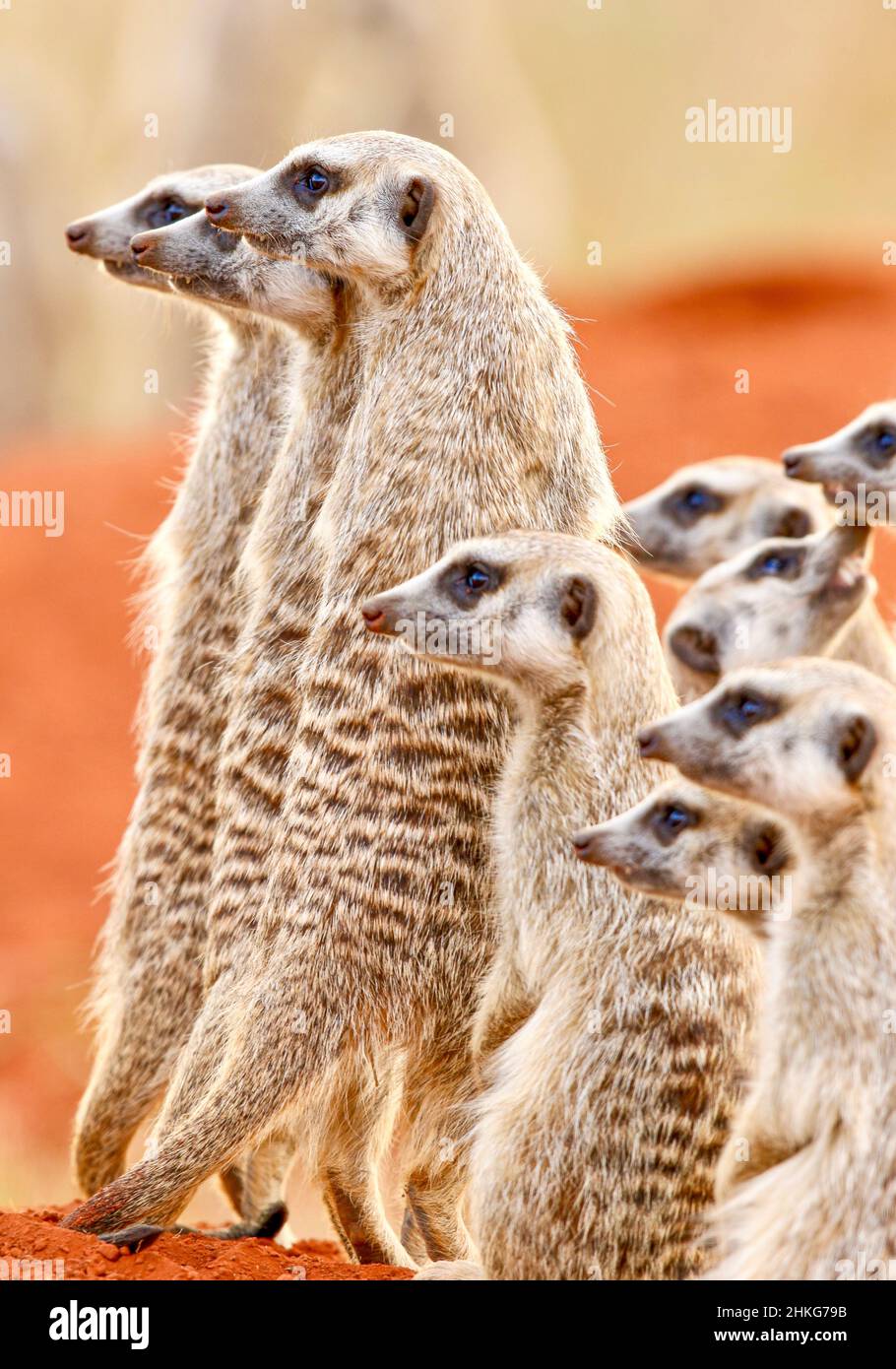 Meerkat, South Africa Stock Photo - Alamy