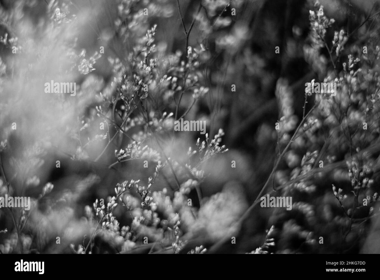 Summer neighbourhood Black and White Stock Photos & Images - Alamy