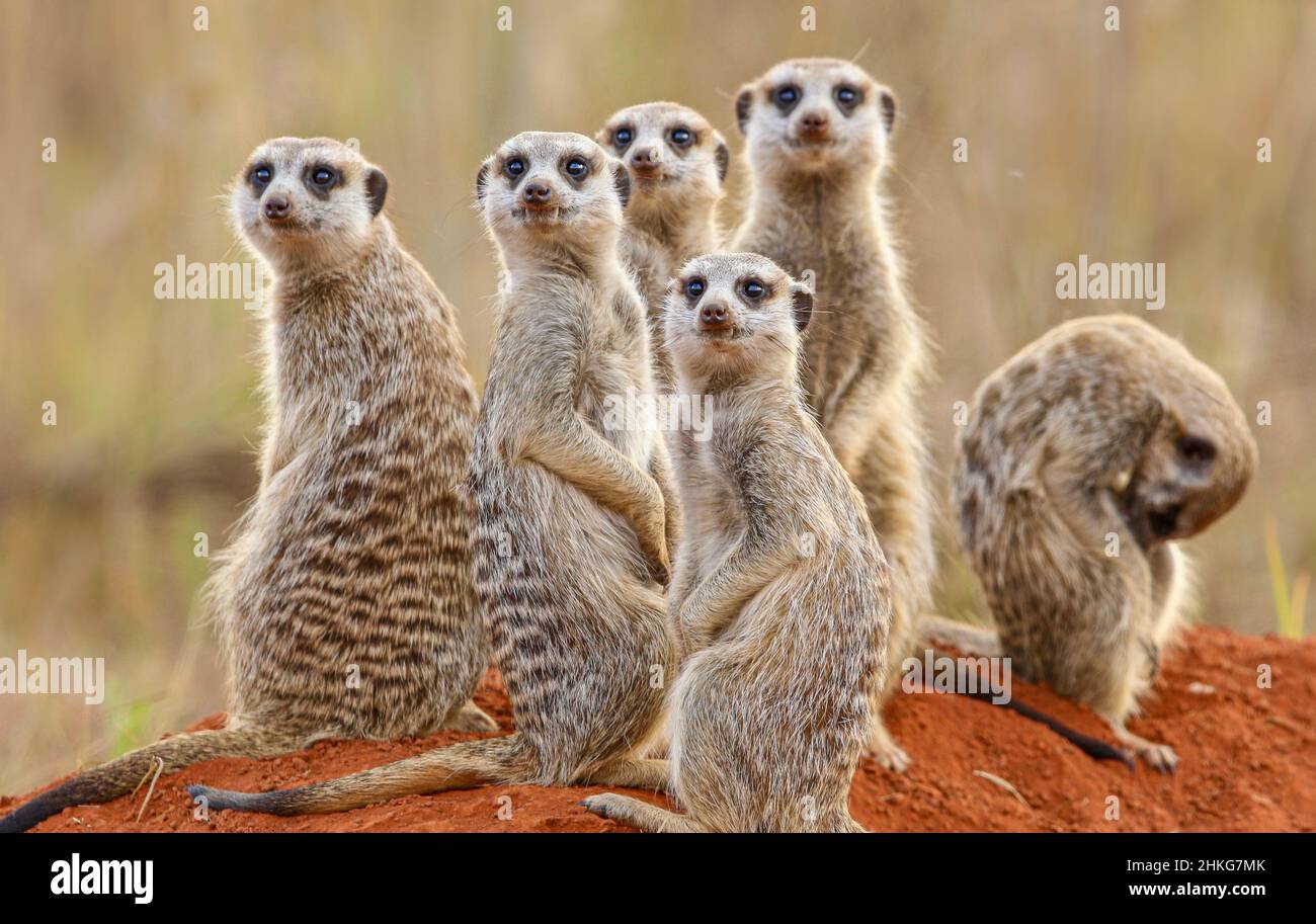Meerkat, South Africa Stock Photo - Alamy