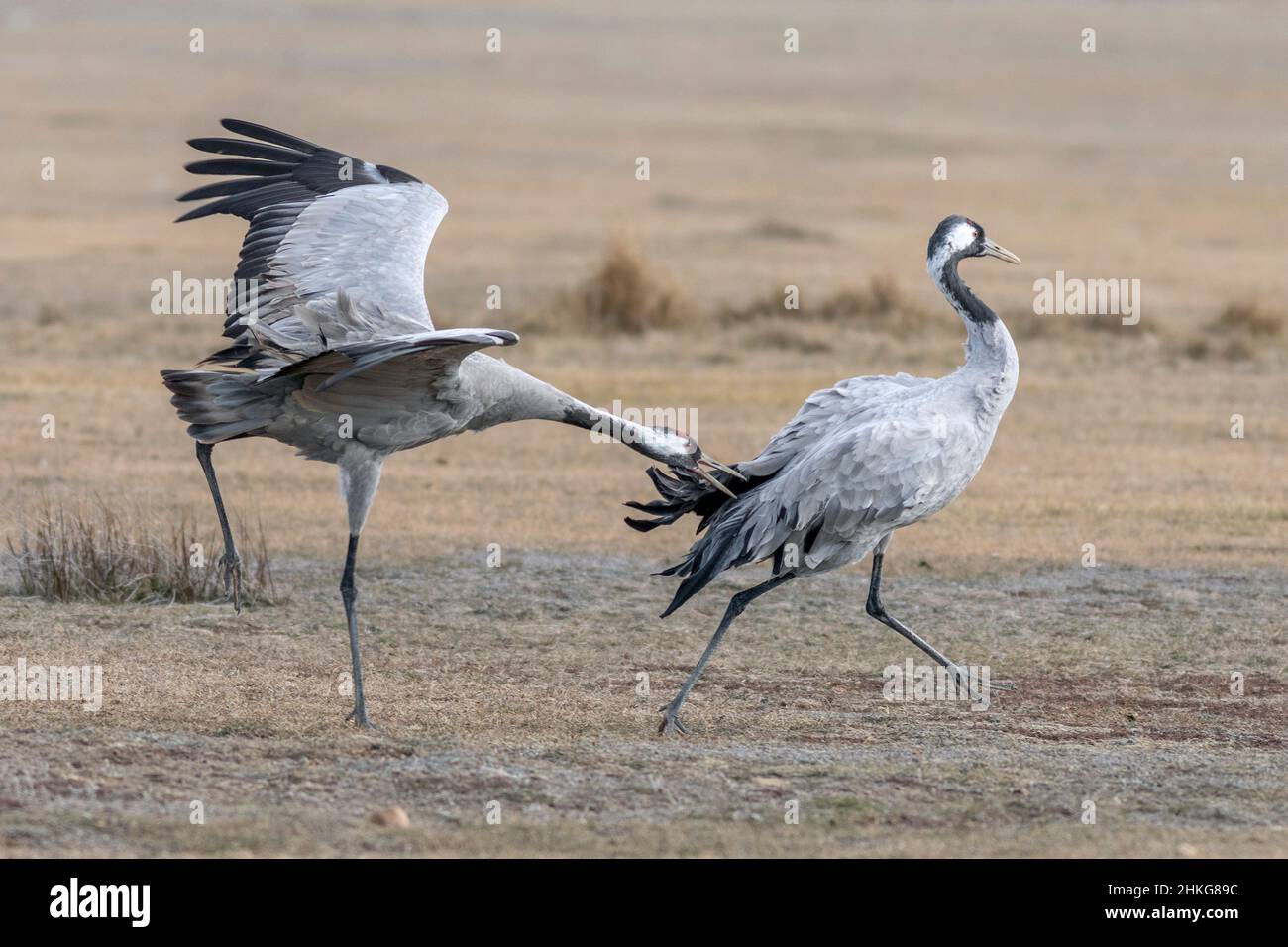 Fighting cranes hi-res stock photography and images - Alamy