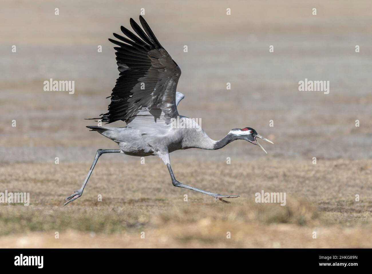 Running crane hi-res stock photography and images - Alamy