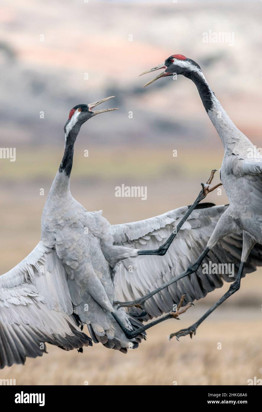 Fighting cranes hi-res stock photography and images - Alamy