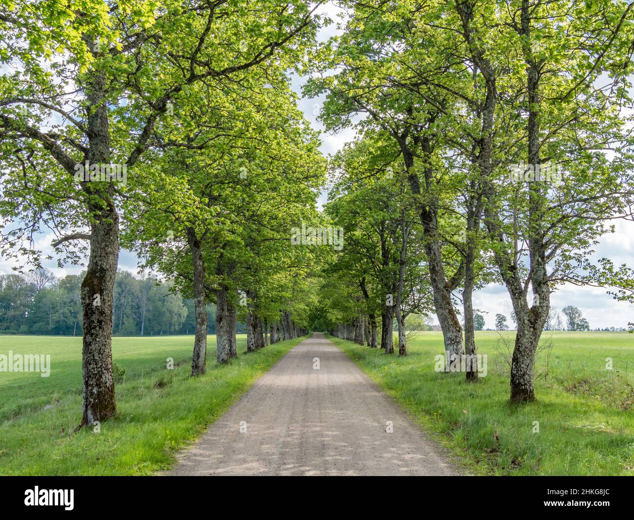 Tunnel-like Avenue of green Trees, Tree Footpath through Park in Spring ...
