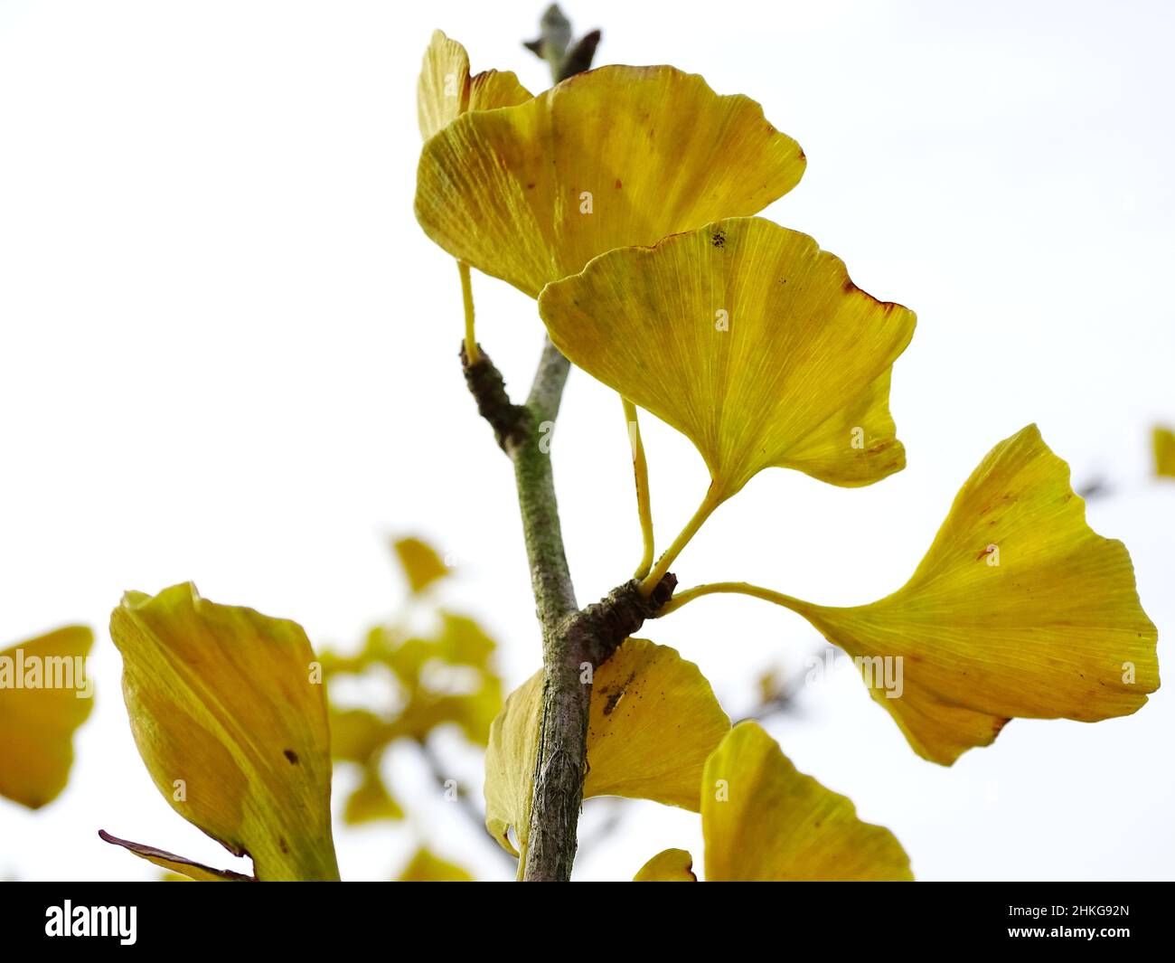 Ginkgo biloba tree hi-res stock photography and images - Alamy