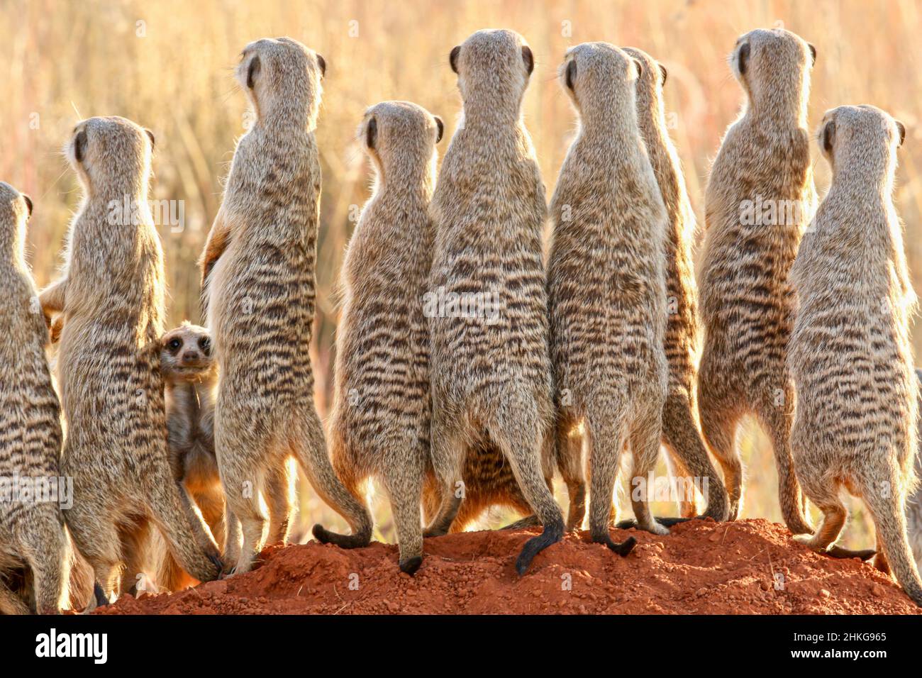 Meerkat, South Africa Stock Photo - Alamy