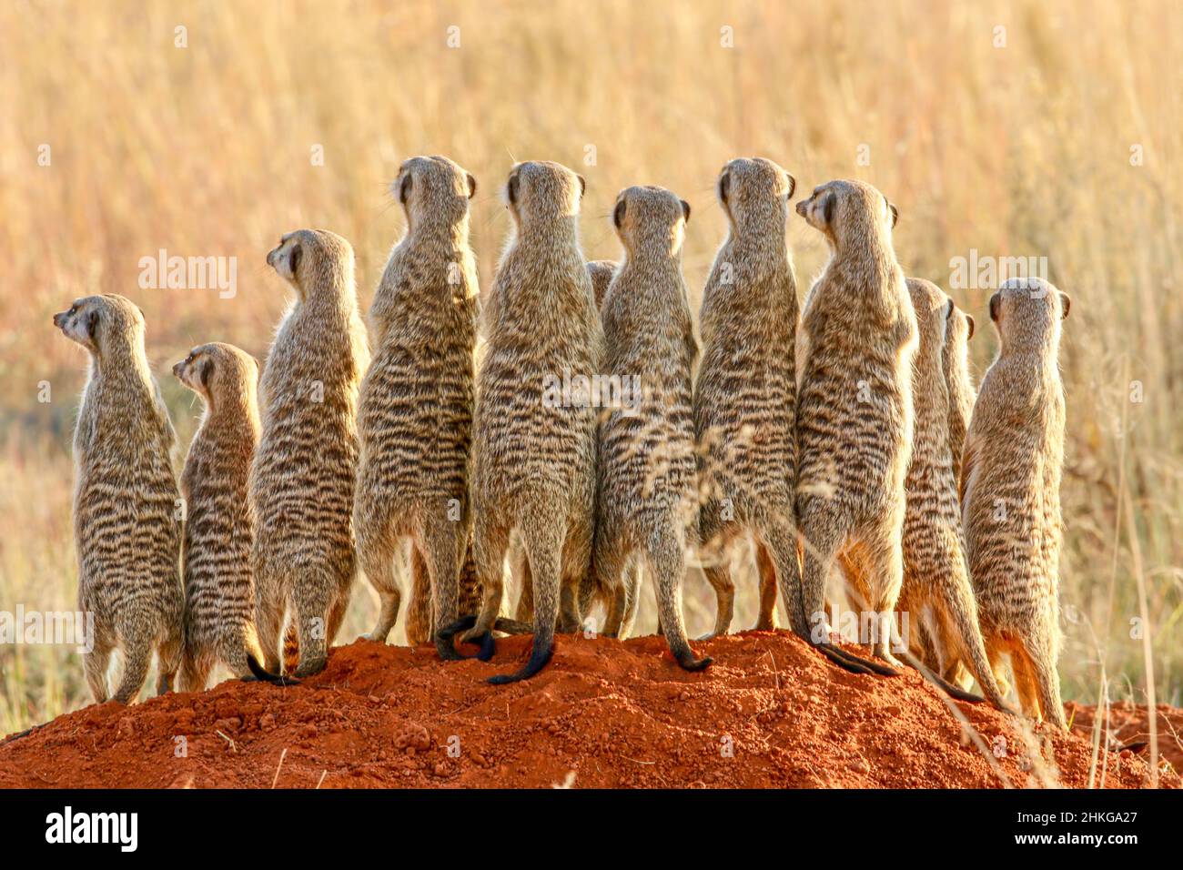 Meerkat, South Africa Stock Photo - Alamy