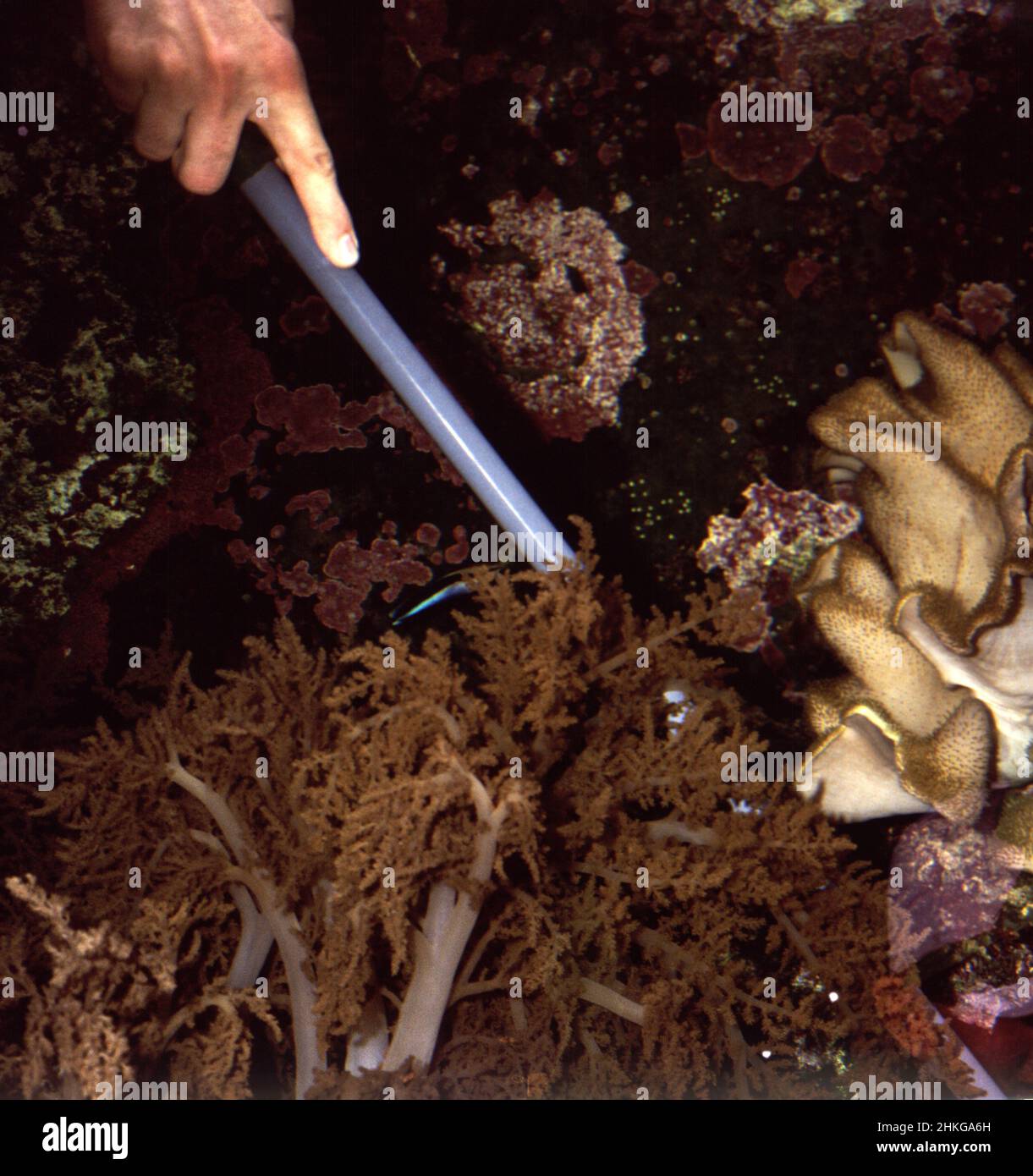 Coral reef fish pollution hi-res stock photography and images - Alamy