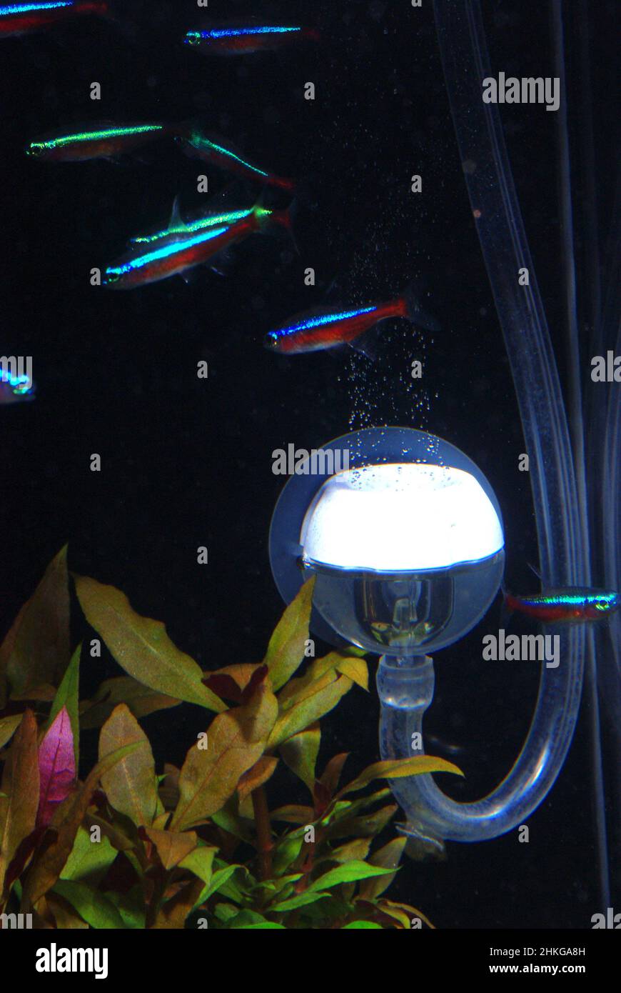 Carbon dioxide diffusion in aquarium Stock Photo - Alamy