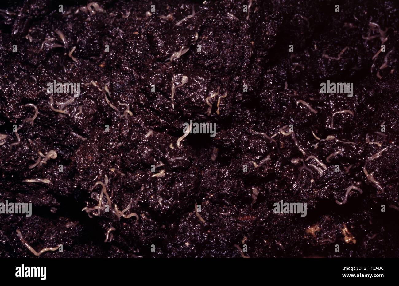 Enchytraeus albidus hi-res stock photography and images - Alamy