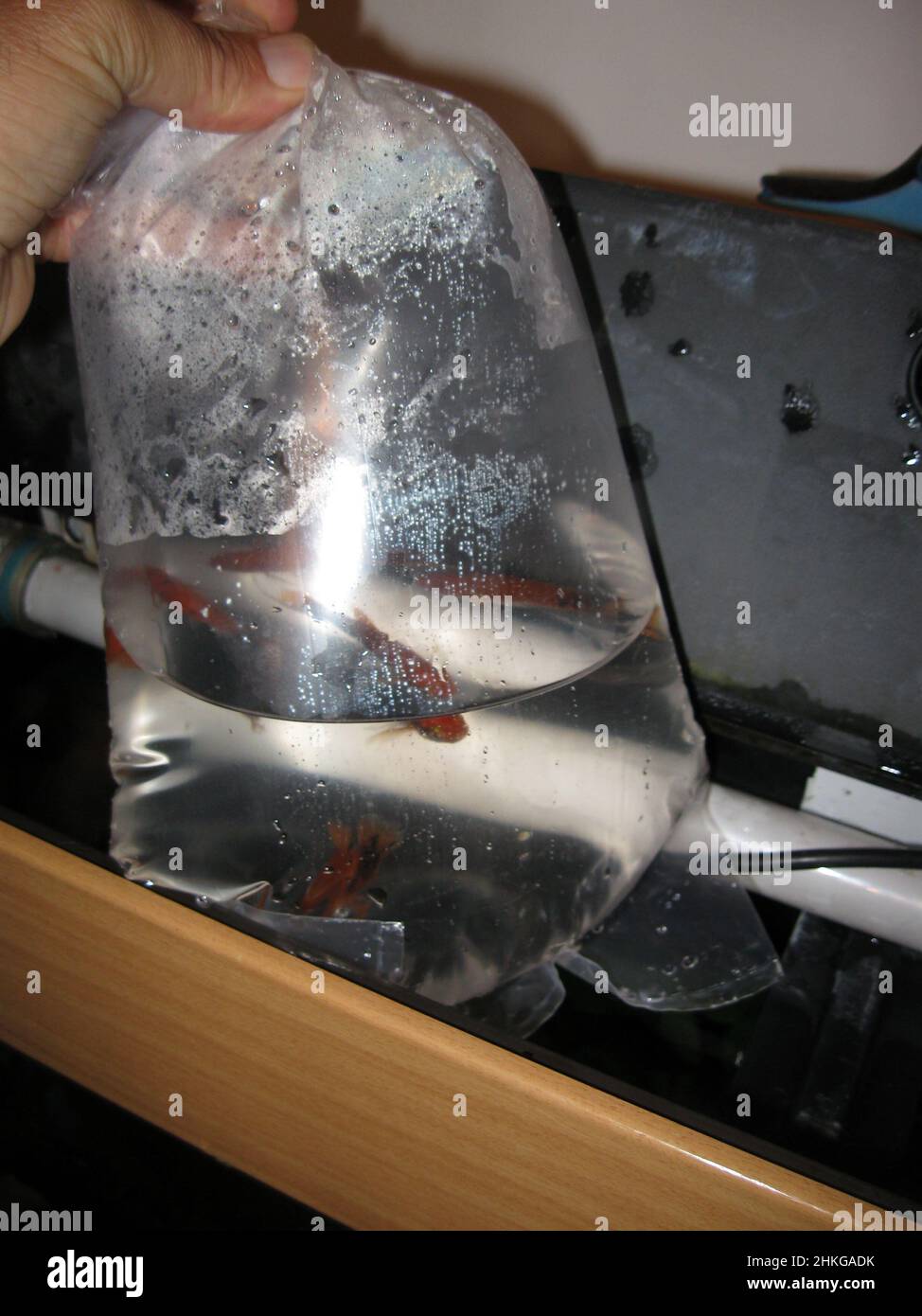 Aquarium fish acclimation: bag floating in water tank for temperature ...