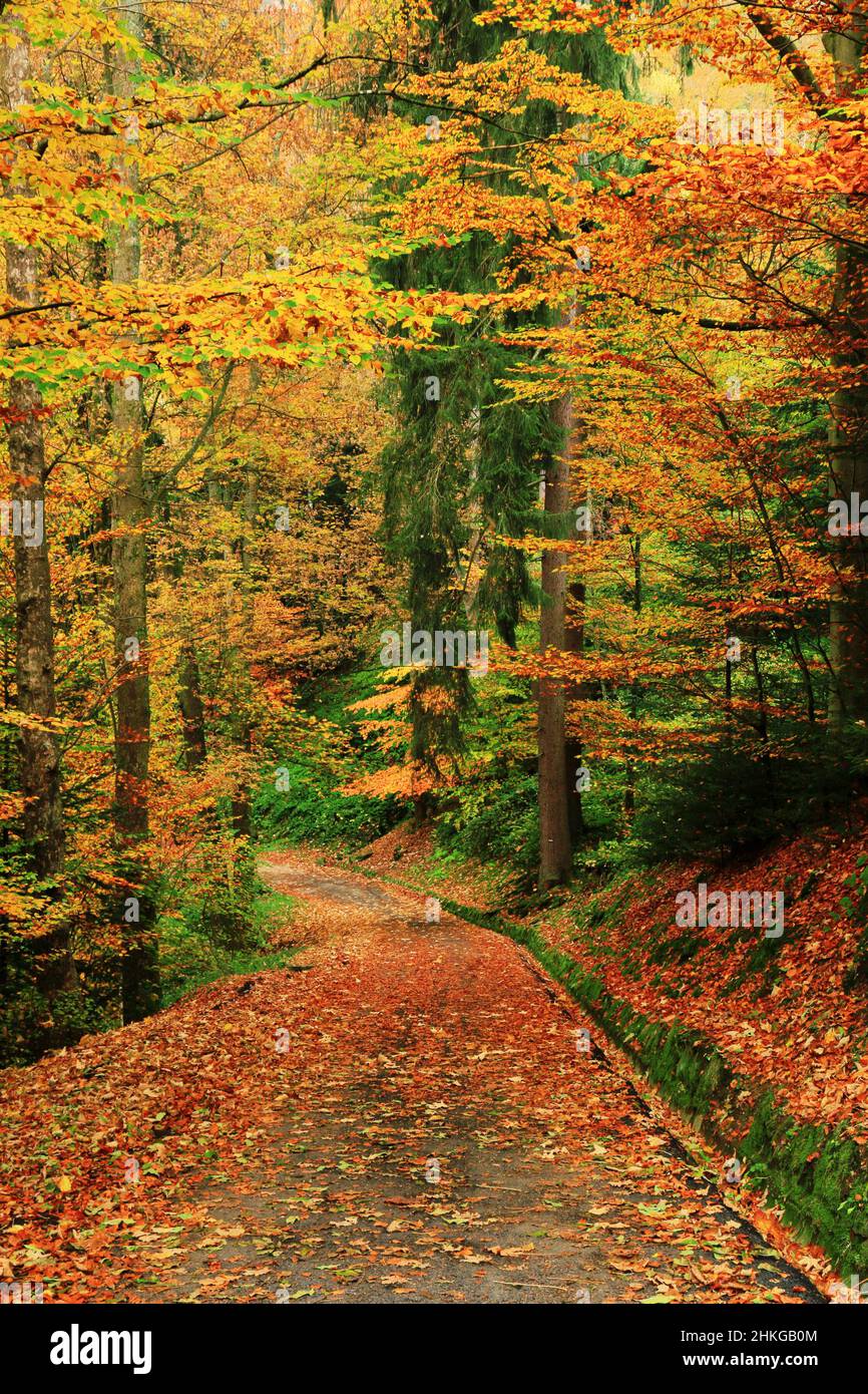 Road in forest with autumn colors Stock Photo - Alamy